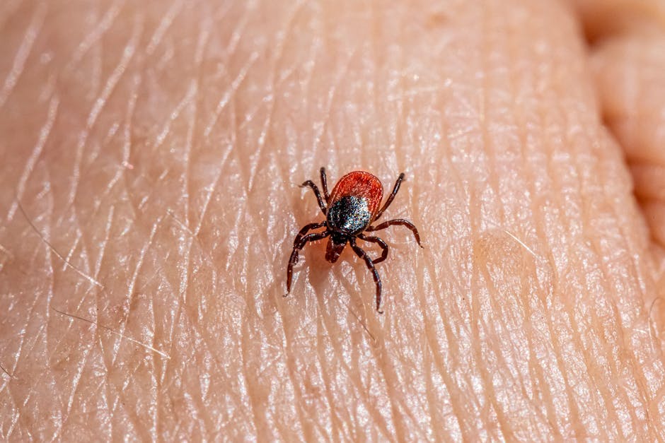 AI Revolutionizes Lyme Disease Detection – MedTechNews